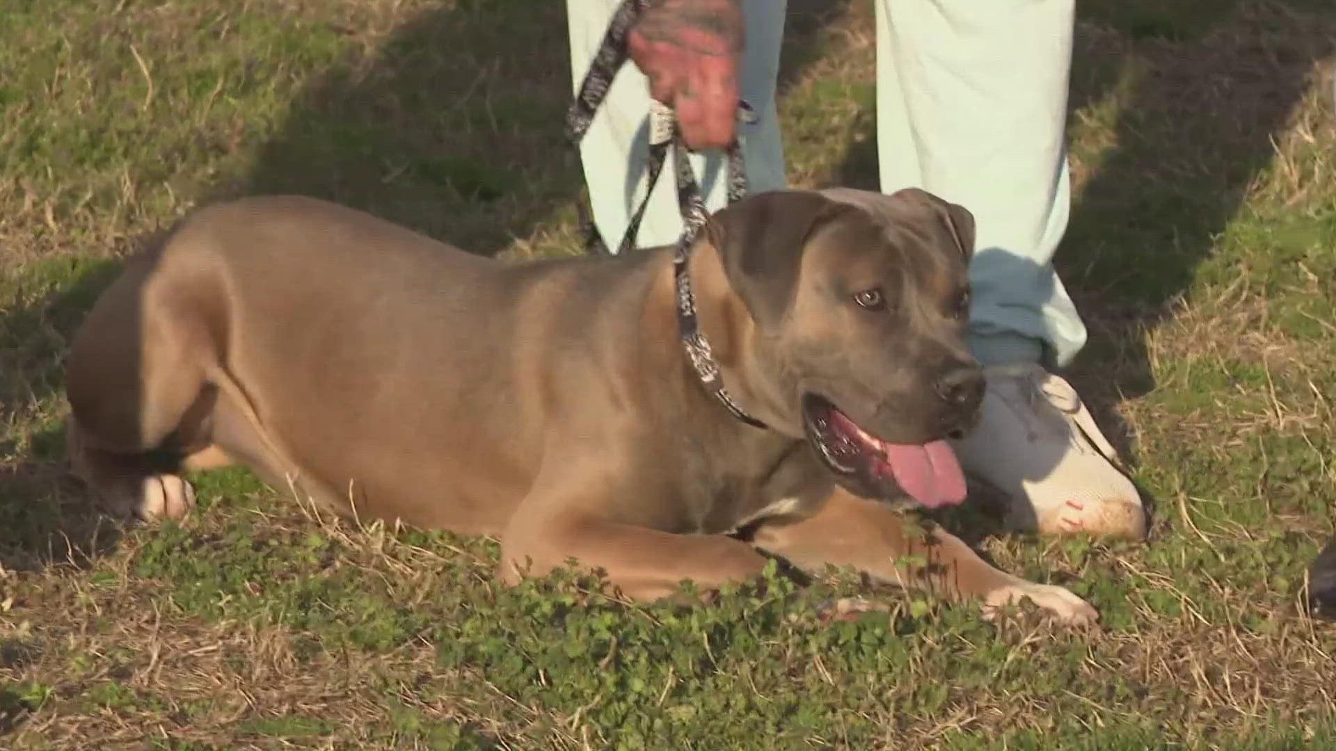 Prince George's County council could vote to lift Pitbull ban after decades