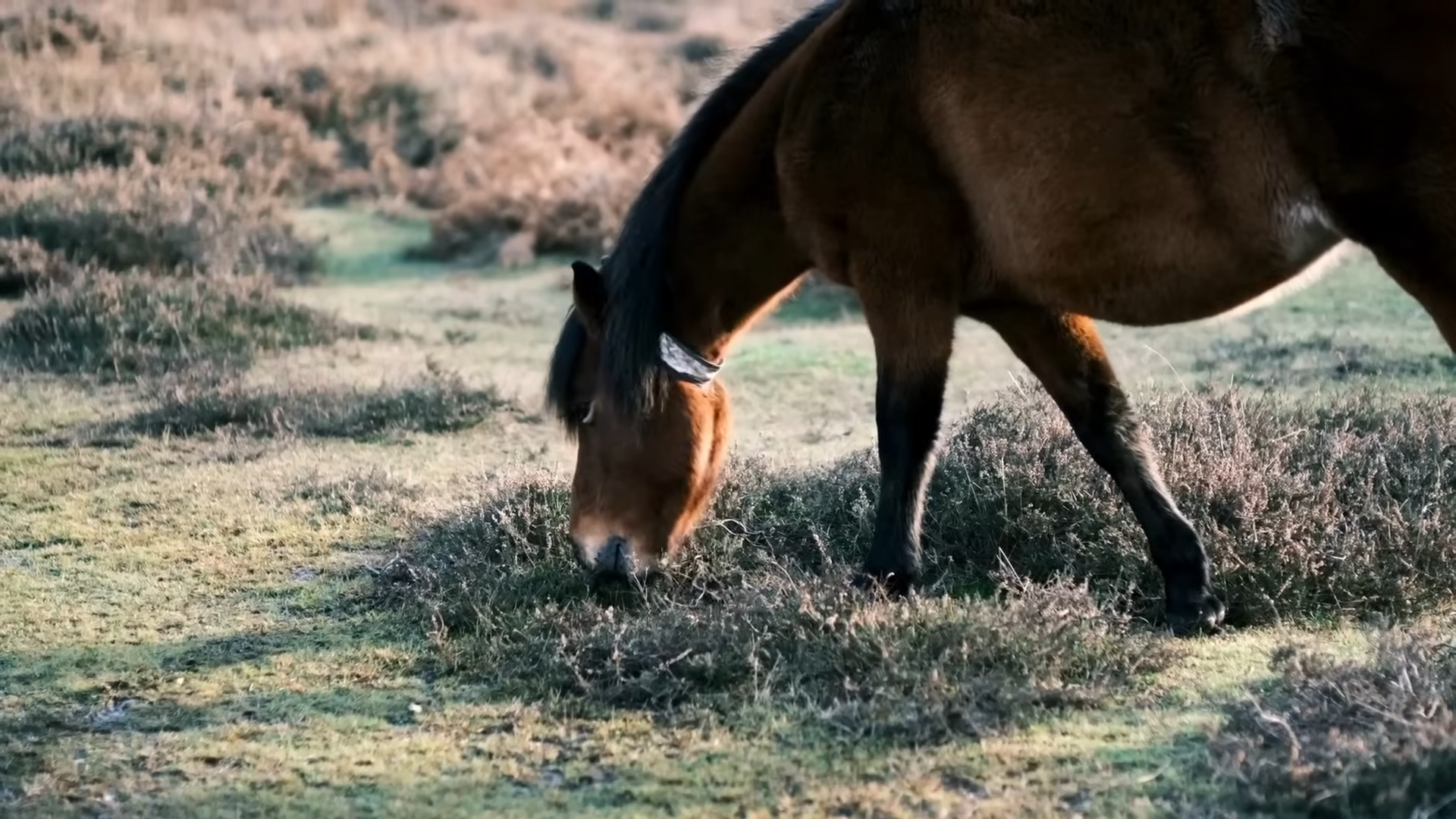 What happens when ponies are reintroduced into the wild