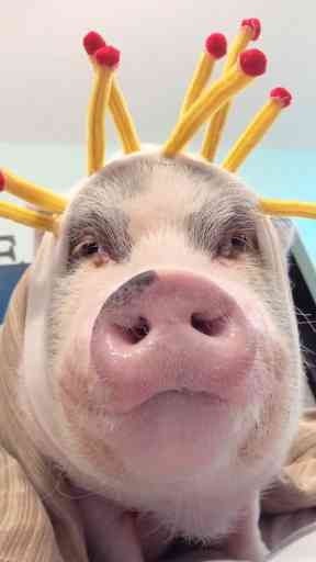Seaside Boss: How My Pig, Rainbow, Took Over Island Life