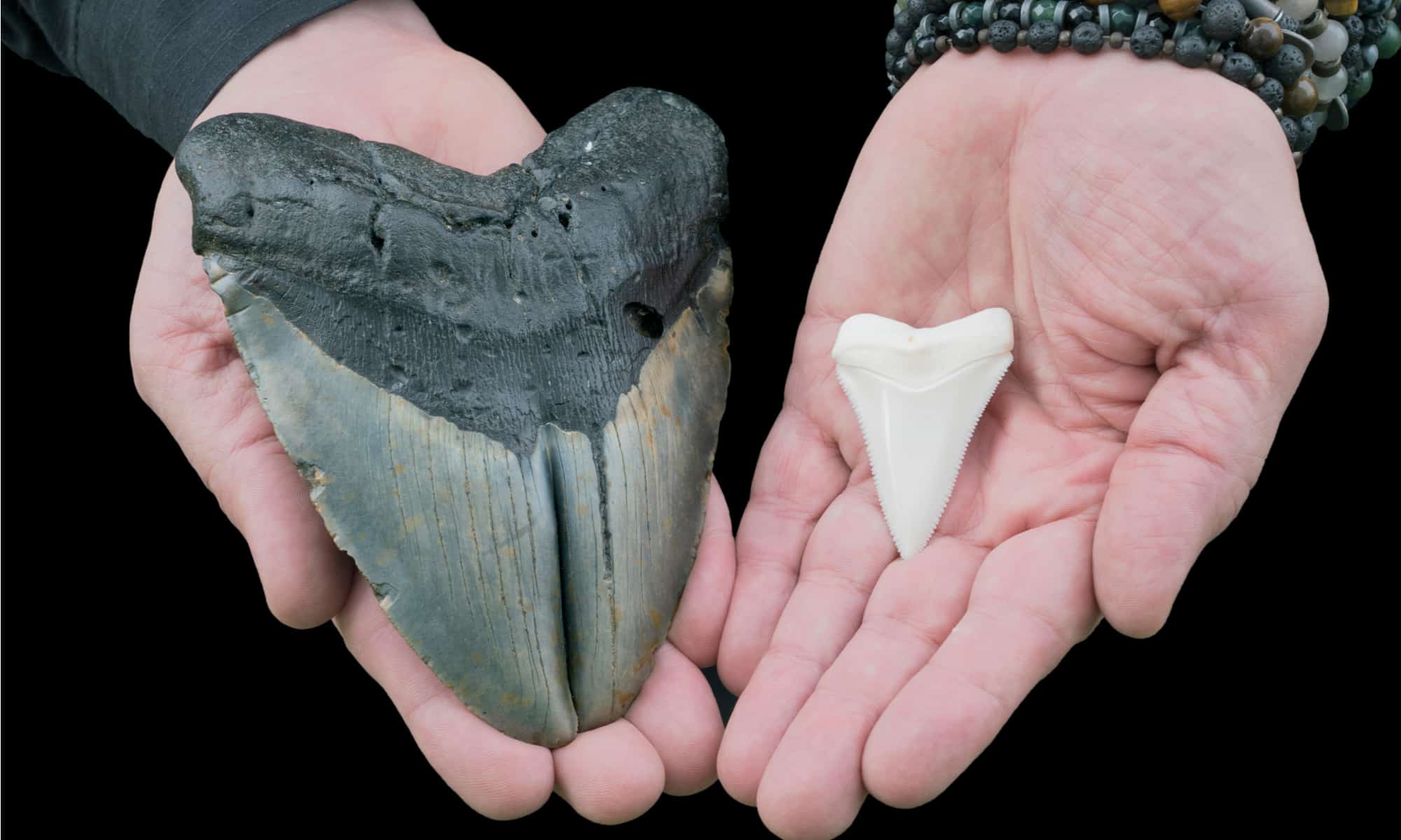 These Sharks Have the Absolute Biggest Teeth