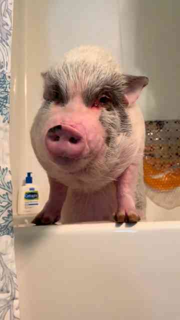 Hear the Drama Queen Take Over — Turn Up the Volume!