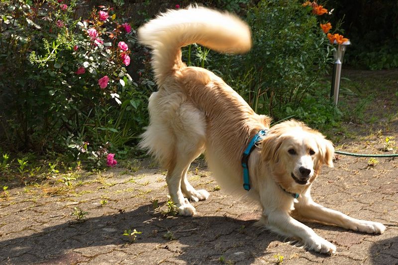 11 Subtle Signs Your Dog Is Happier Than You Think