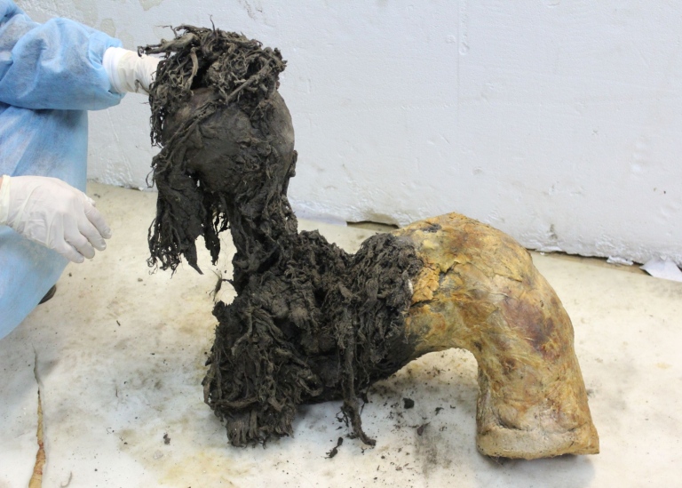 Scientists Extract the Oldest RNA Ever Found, Revealing How a Woolly ...