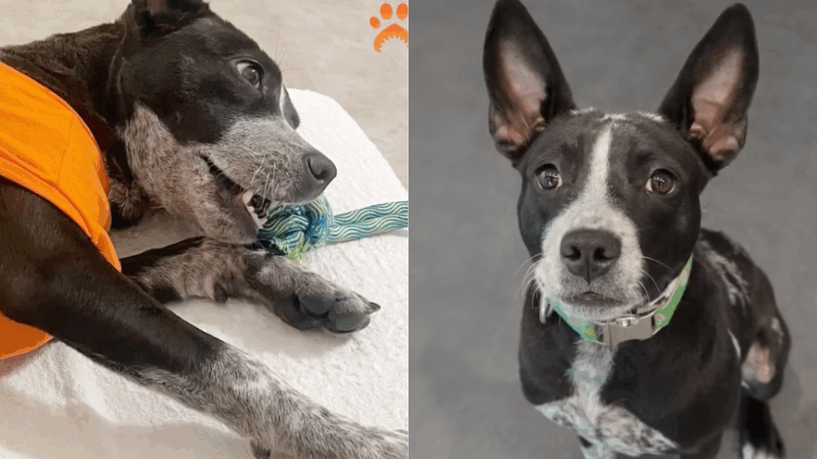 Abandoned in a crate during 110-degree Arizona heat, this puppy refused ...