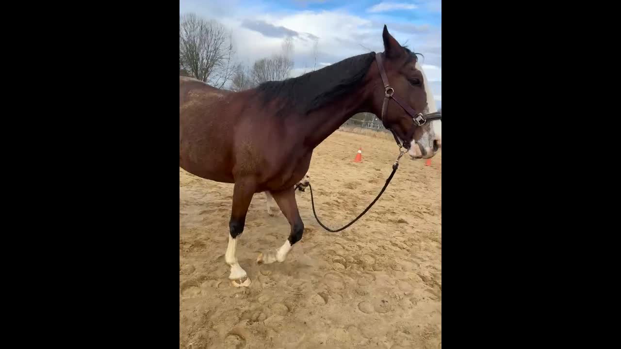 Dog playfully leads horse by the reins in Russia
