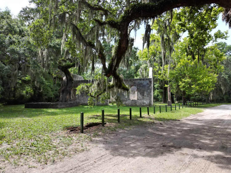 The Bizarre History of Morgan Island South Carolina’s Monkey Colony