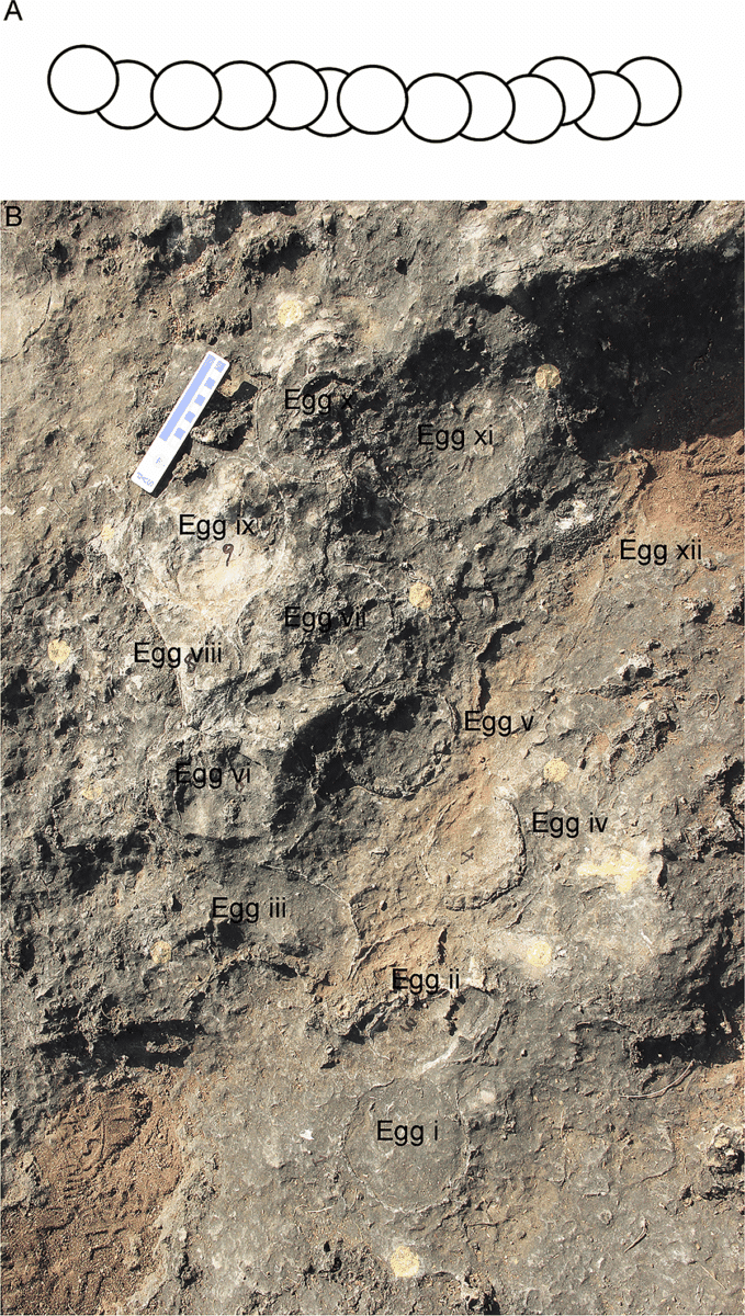 92 Fossilized Nests Found in India’s ‘Dinosaur Graveyard’