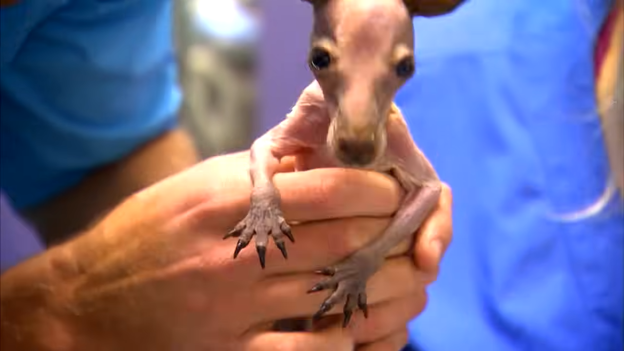 The emotional story of a sick baby kangaroo