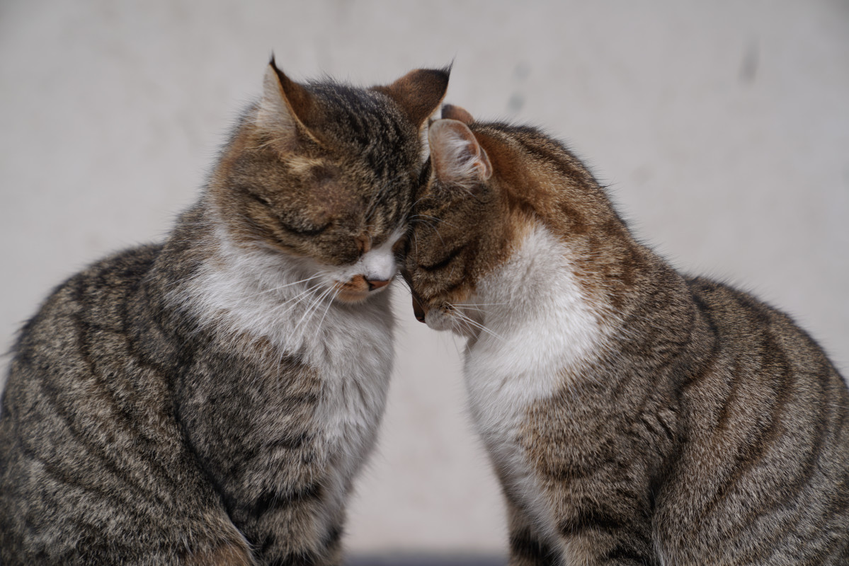 Mom Accidentally Brings in Their Cat’s Stray Doppelganger and Now They ...