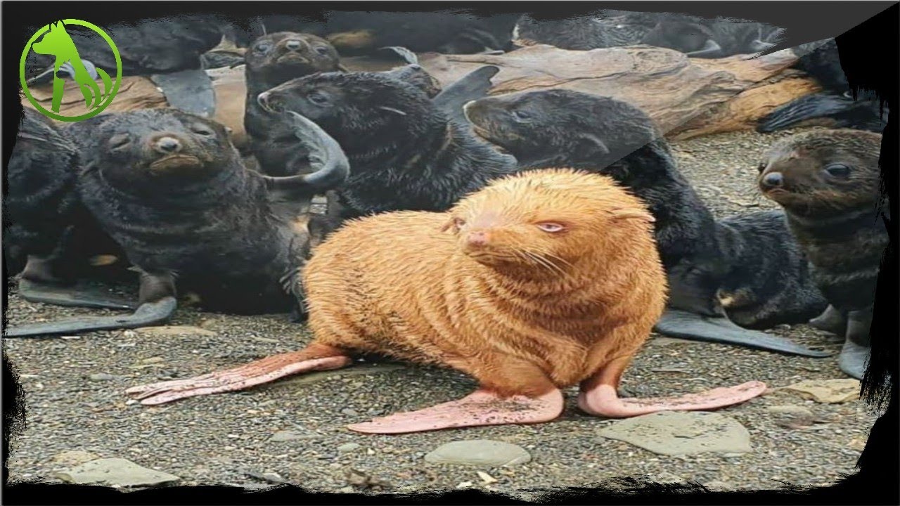 A Rare Ginger Seal Pup Is Rejected—All Because He Looks Different