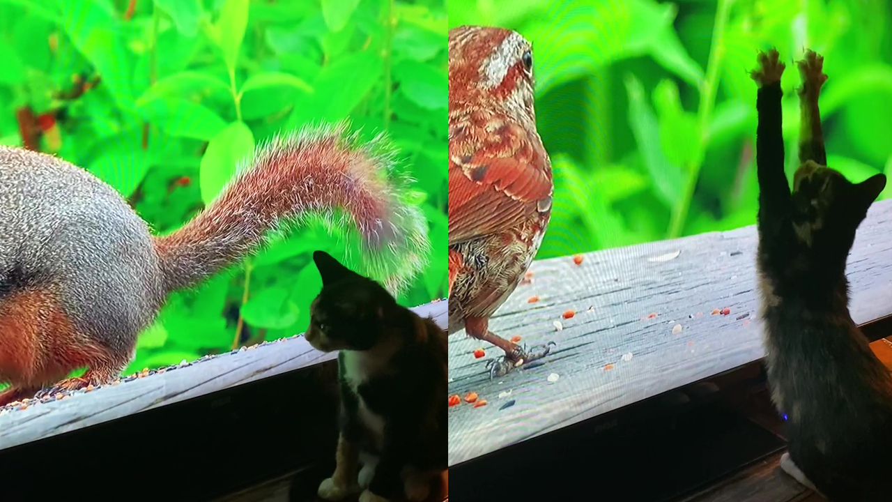 'Adorable Cat Can't be Bothered by Anything While Watching Birds ...
