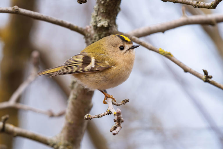Najmniejsze ptaki polskie ważą tylko kilka gramów. To puchate perełki ...