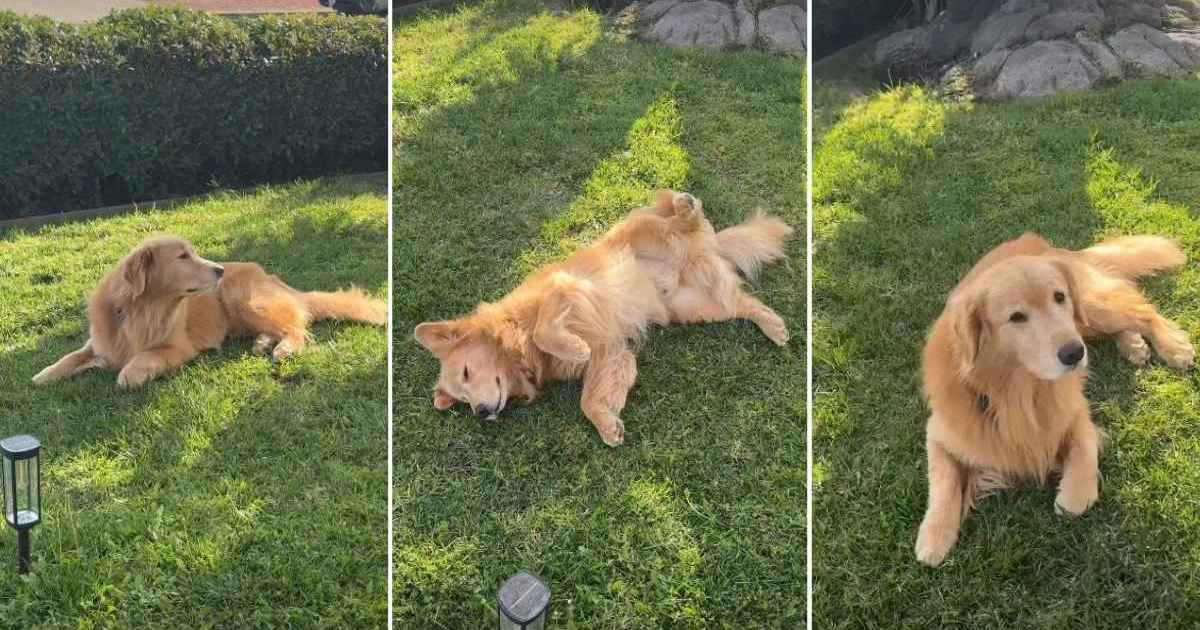 Video: Golden Retriever Attempts to ‘Fool' Owner When Asked to Go Inside