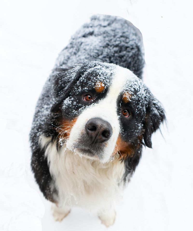 11 Large Mountain Dog Breeds That Feel Most At Home In Cold, Open Spaces
