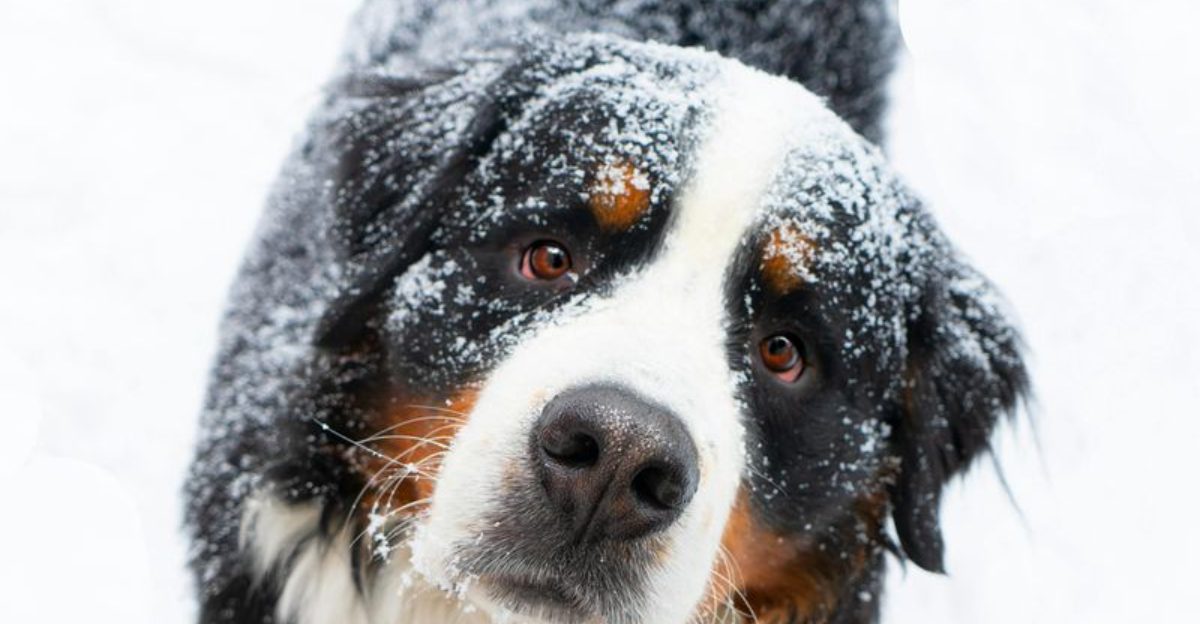 11 Large Mountain Dog Breeds That Feel Most At Home In Cold, Open Spaces