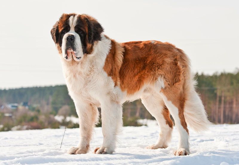 11 Large Mountain Dog Breeds That Feel Most At Home In Cold, Open Spaces