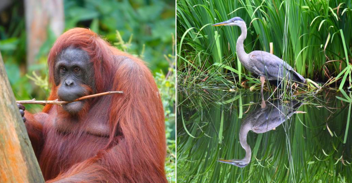 10 Animals That Use Tools As Weapons In The Wild