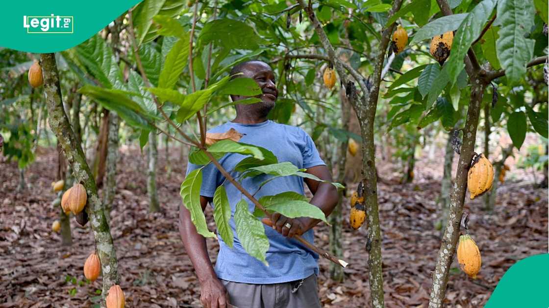 See cash crops that can boost Nigeria’s export earnings by $3.9 billion