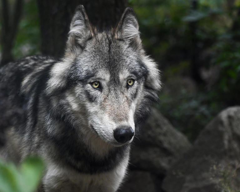 Gray Wolves' Return To California Takes A Dark Turn After State Killings