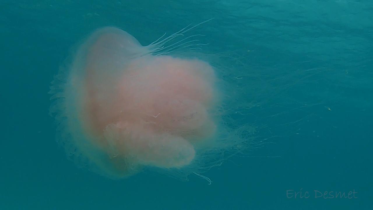 Diver Encounters Big Pink Jellyfish