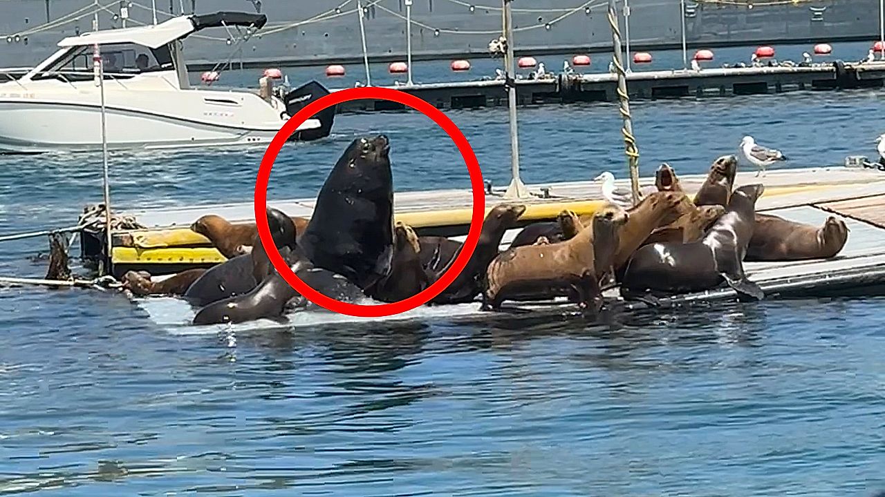 Utterly gigantic sea lion joins friends on California pier