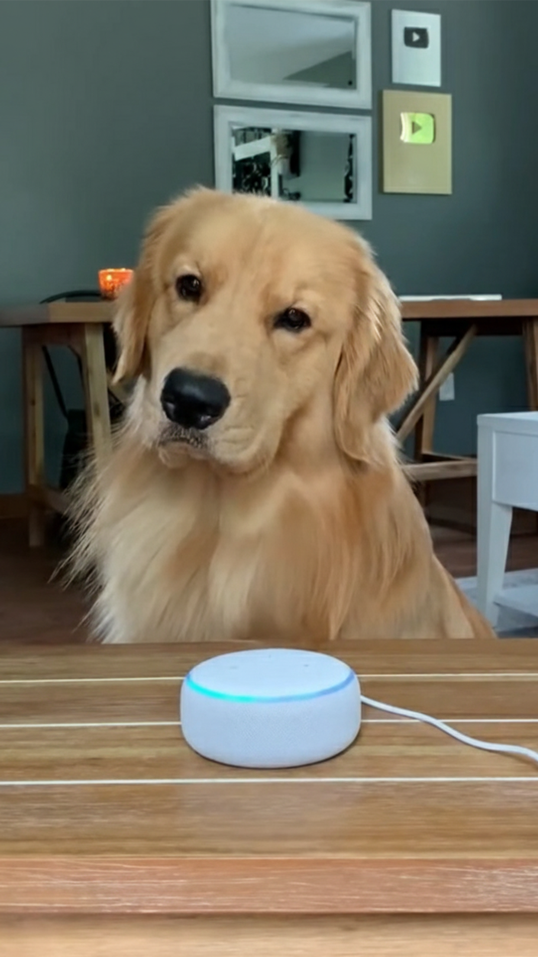 What Did Alexa Just Say?