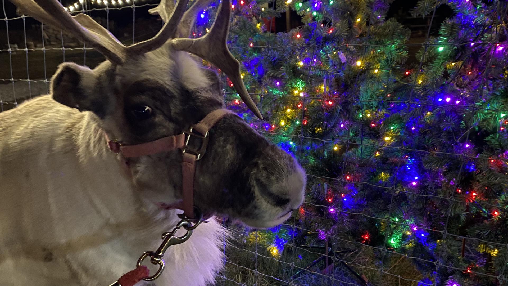 Santa checks in on his reindeer at a farm in Carbon County