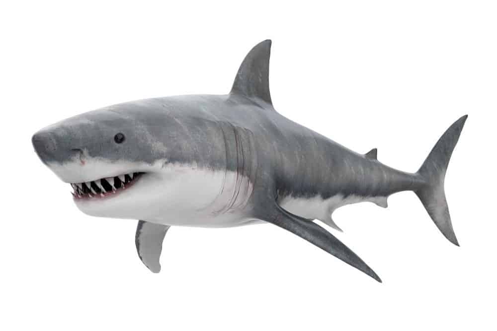 These Sharks Have the Absolute Biggest Teeth