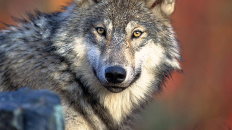 Gray Wolves' Return To California Takes A Dark Turn After State Killings