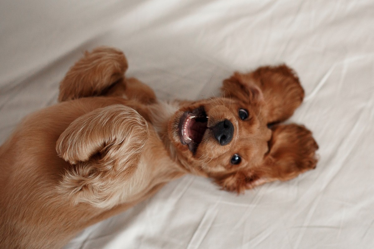 7 Adorably Funny Things Dogs Do That Mean ‘Pet Me'