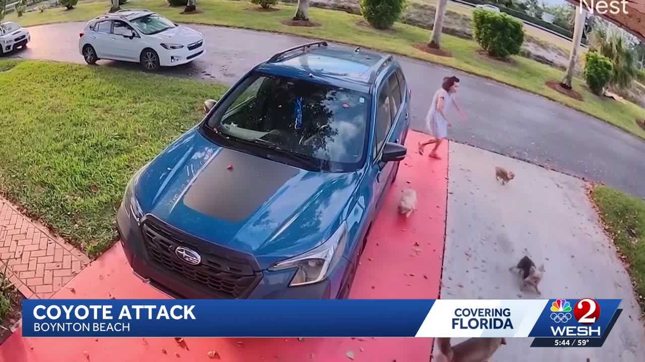 Family dog dies after coyote attack caught on camera