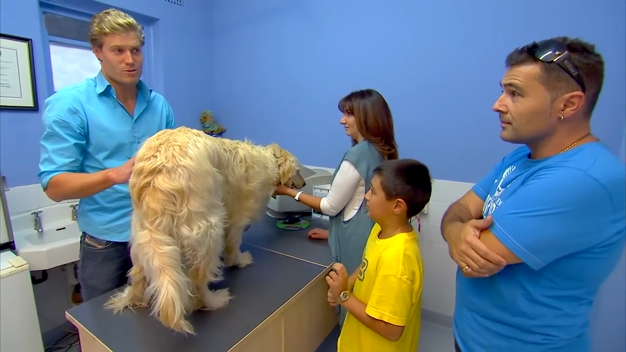 How to recognize and treat arthritis in young dogs