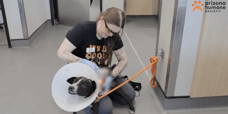 Abandoned in a crate during 110-degree Arizona heat, this puppy refused ...