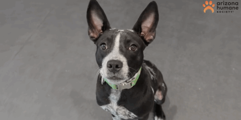 Abandoned in a crate during 110-degree Arizona heat, this puppy refused ...