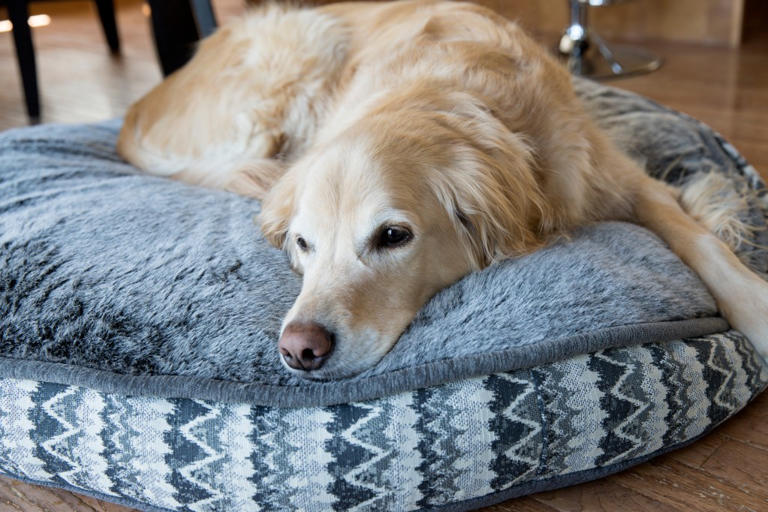 Tears at what golden retriever insists on bringing to bed: "precious"