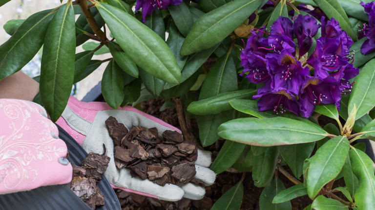 The Essential Winter Task To Ensure Beautiful Spring Blooms From Your ...