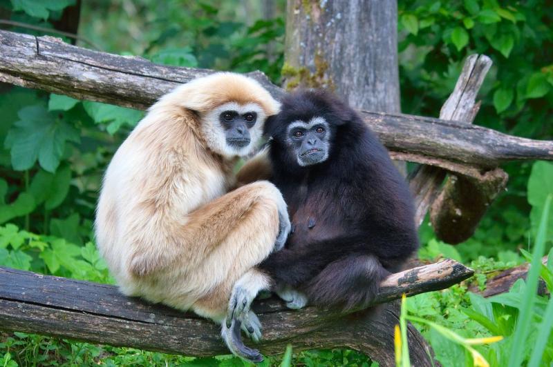 Genomic study reveals gibbon evolutionary history and informs ...