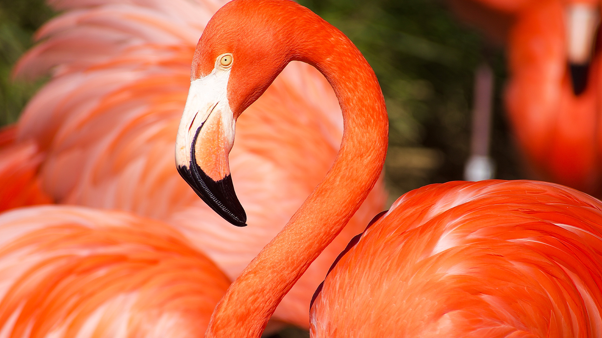 Why Flamingos Are the Most Bizarre Birds on Earth | Animal Empires