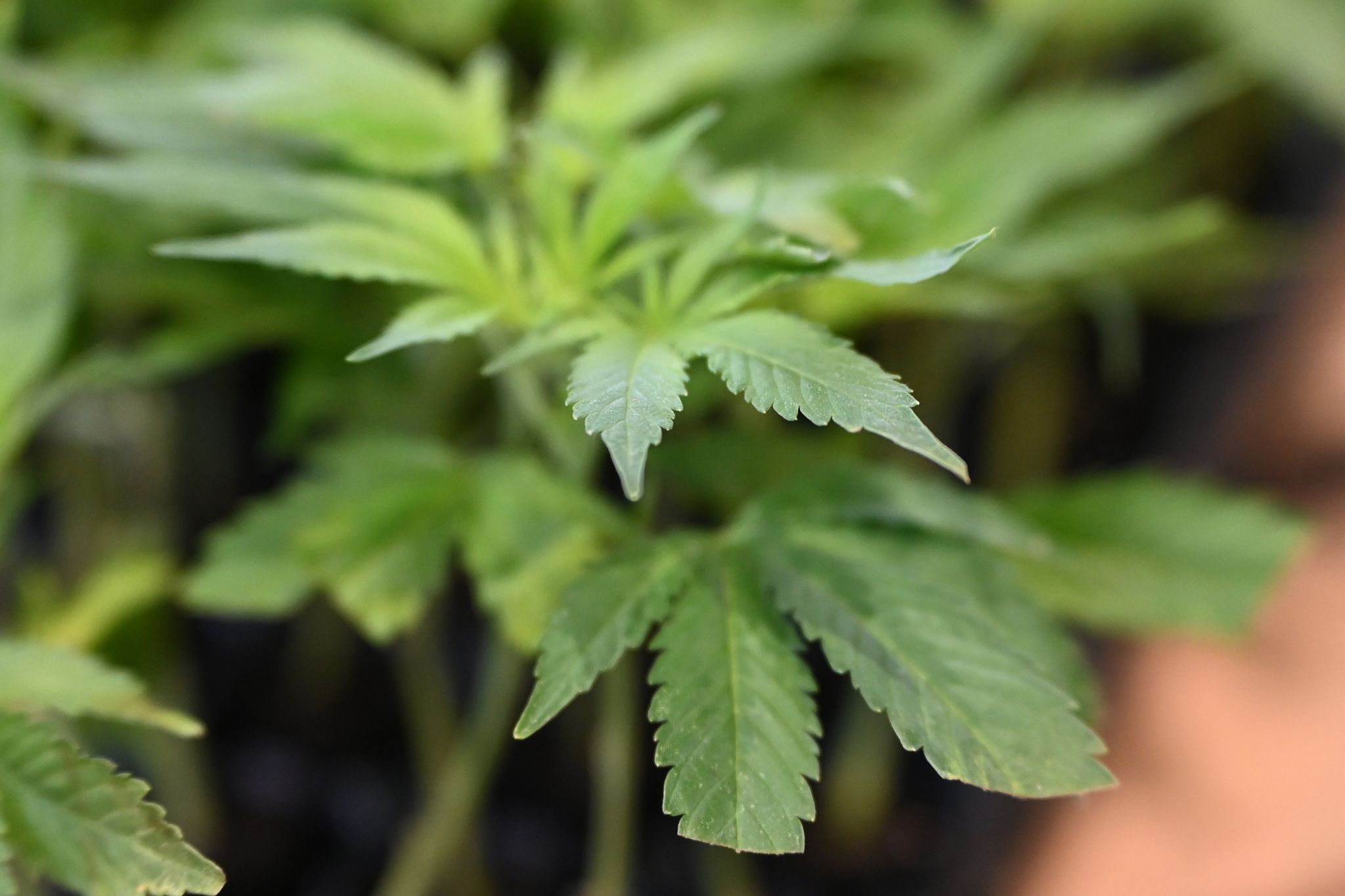 Tschechien: Drogenpilot muss ins Gefängnis