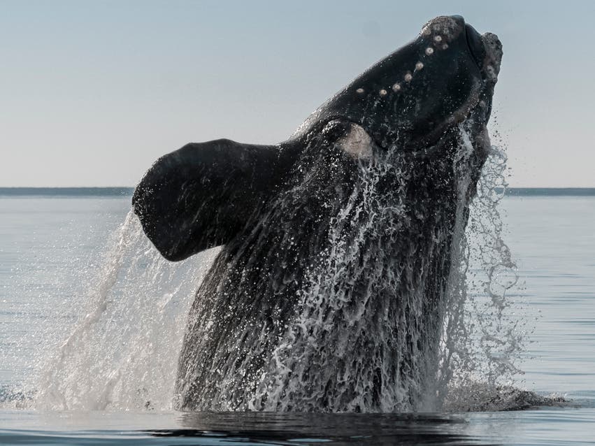 North Shore Film Screening Aims To Save The North Atlantic Right Whale