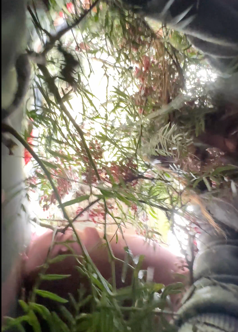 See it: Hot air balloon drifts into tree during bumpy landing in Mexico