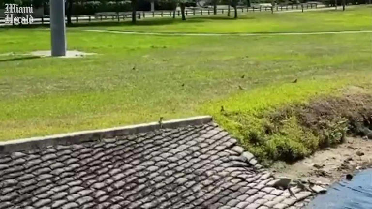 Can iguana poop make you sick? What the South Florida experts say