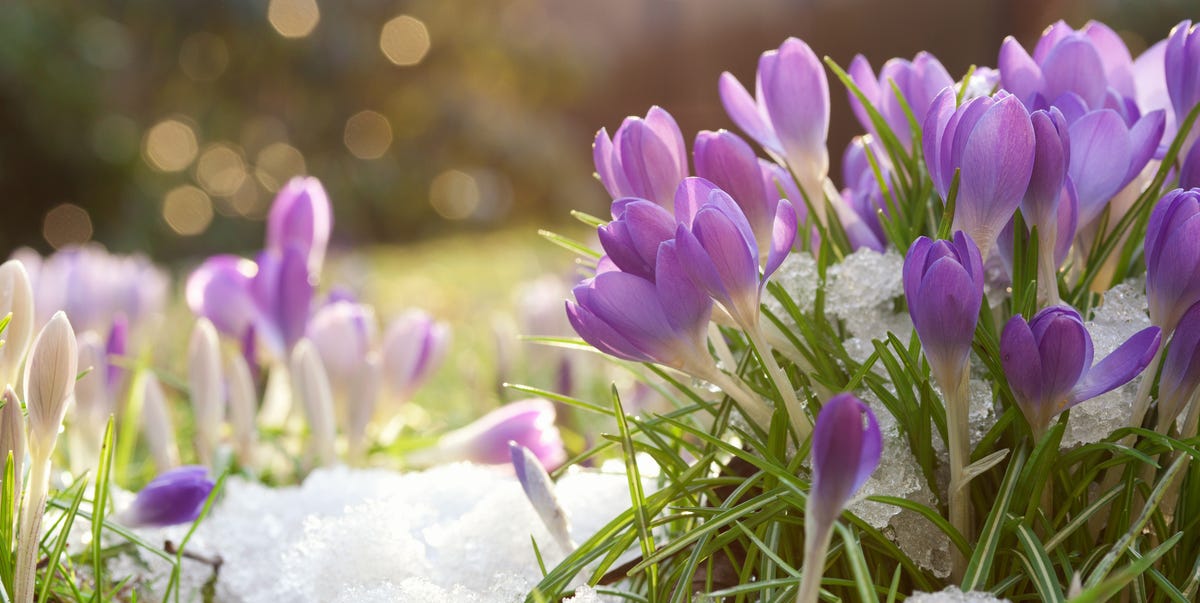 These Gorgeous Flowers Actually THRIVE in Cold Weather