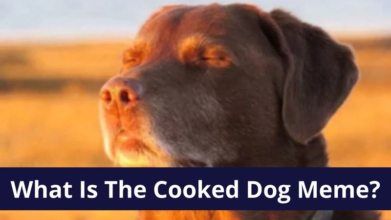What Is The 'Cooked Dog' Meme? The 'Dog Closing Eyes In Sunset ...