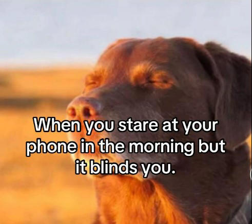 What Is The 'Cooked Dog' Meme? The 'Dog Closing Eyes In Sunset' Reaction Image And Its Memes On ...