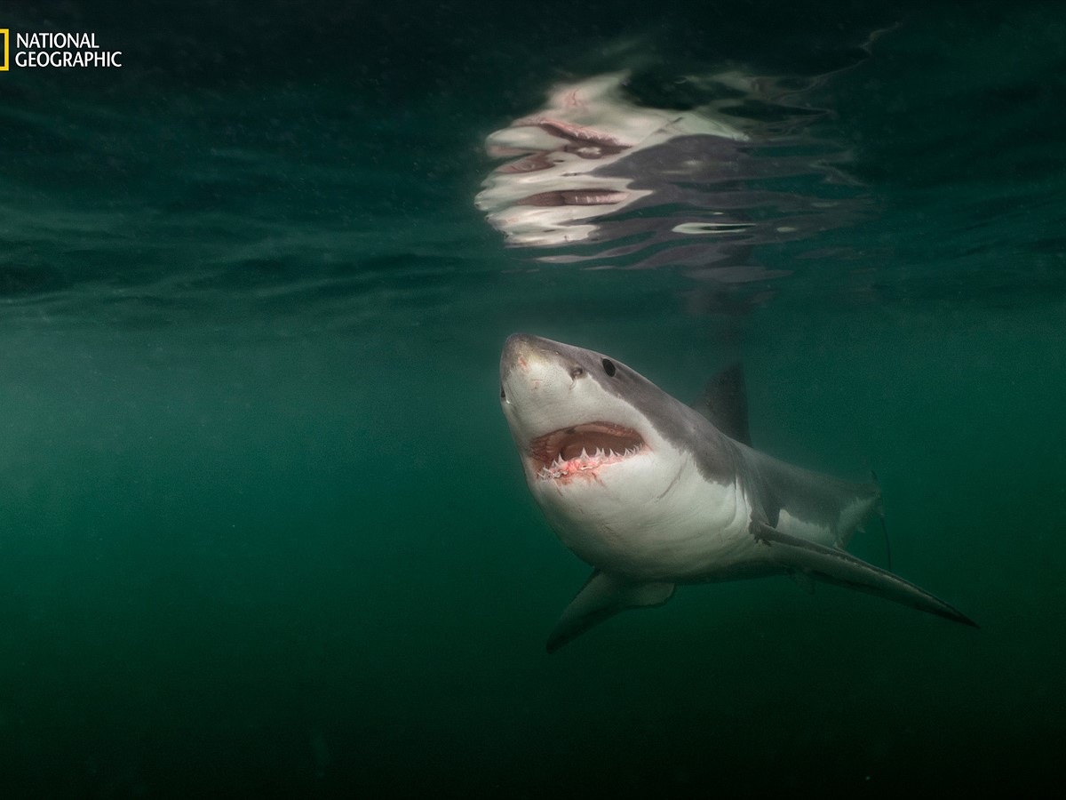 Deep-sea sharks and nuclear breakthroughs: see National Geographic's ...
