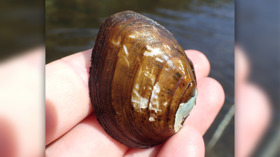 Endangered species of mussel found in Morgan County