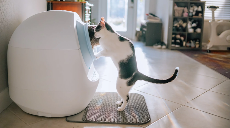 Black Friday Self-Cleaning Litter Box Deal 2025! Leo's Loo Too - Casa ...