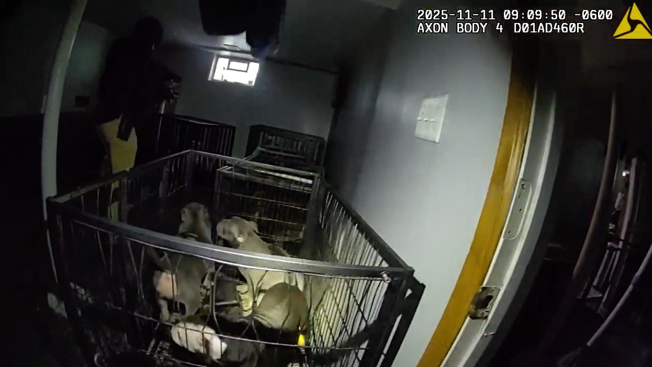 Kenosha couple faces 170+ charges for alleged puppy mill operation