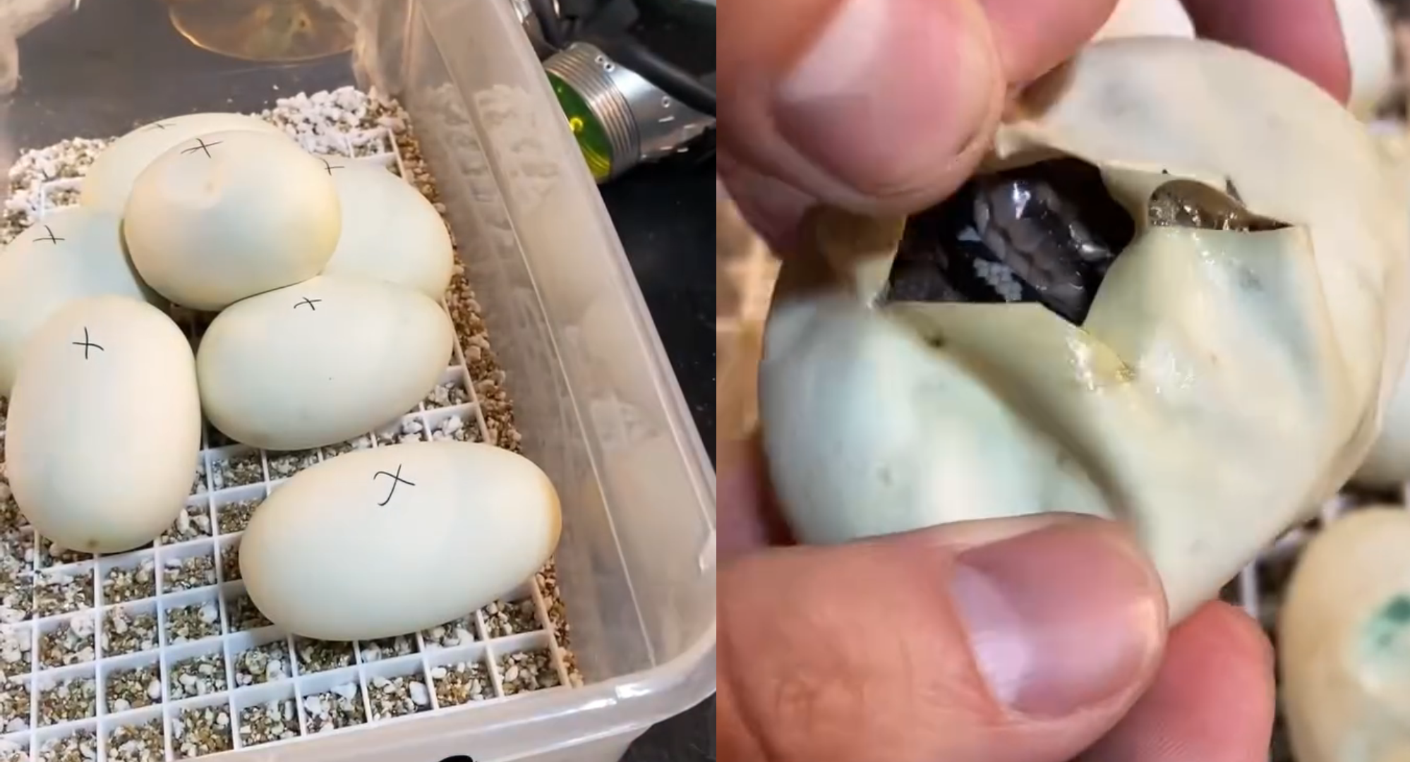 Full Mojave Ball Python hatch!